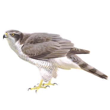 Havik | Vogelbescherming