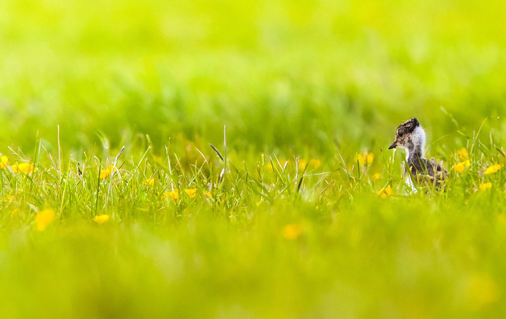 Samen voor vogels en natuur | Vogelbescherming