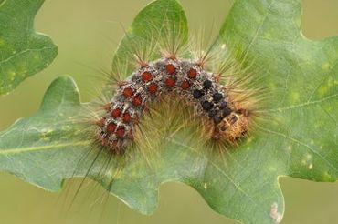 De Vlinderstichting | Rupsen zoeken