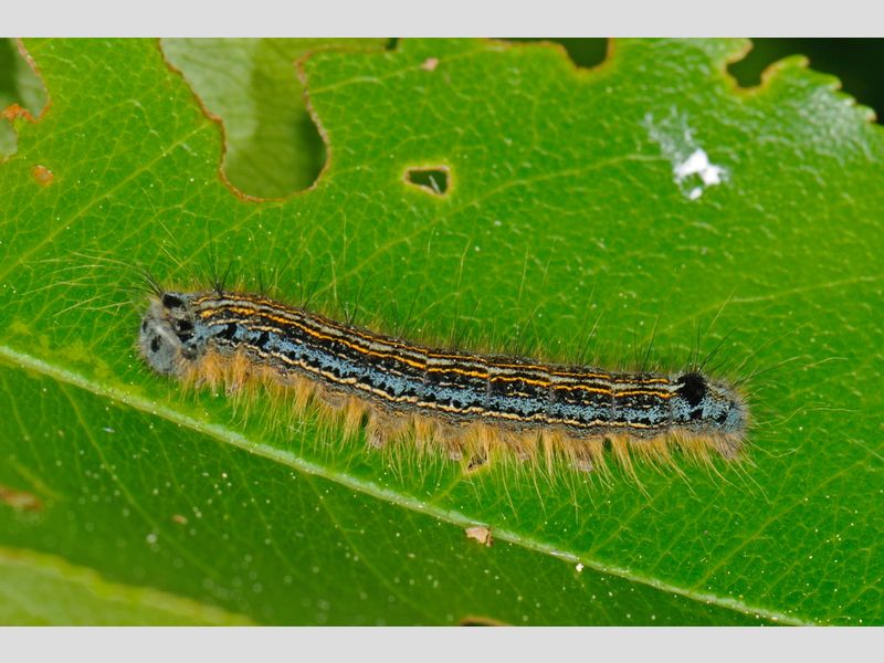 De Vlinderstichting | Rupsen in de tuin