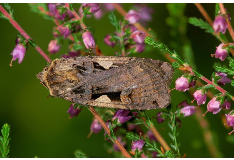 De Vlinderstichting | Vlinder: zwarte-c-uil / Xestia c-nigrum
