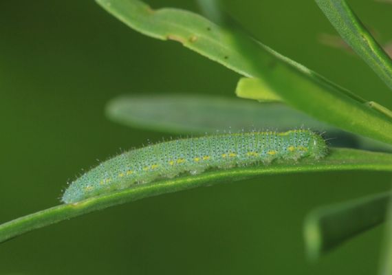 De Vlinderstichting | Rupsen determineren