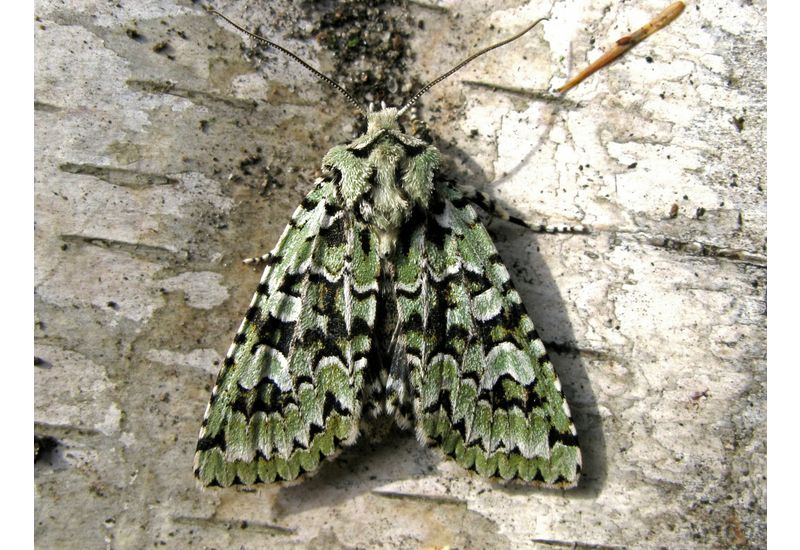 De Vlinderstichting | Vlinder: diana-uil / Griposia aprilina