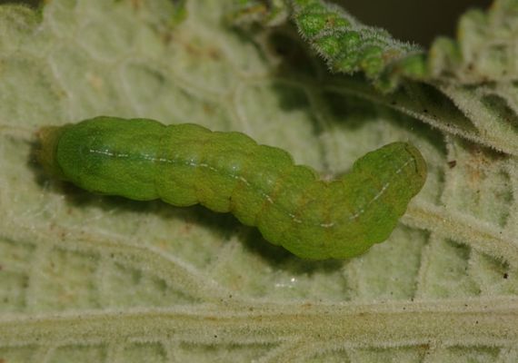 De Vlinderstichting | Rupsen determineren