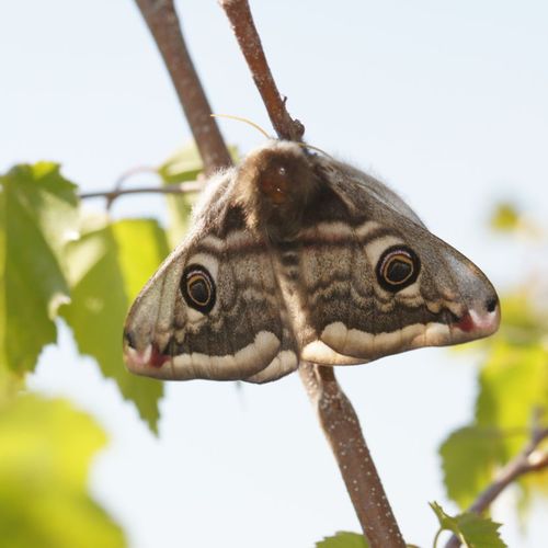 De Vlinderstichting | Vlinders kijken