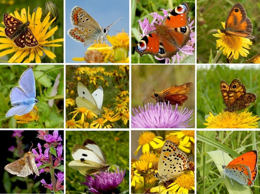 De Vlinderstichting | Wat kleur in deze donkere dagen