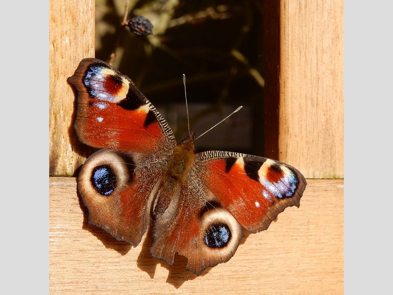 De Vlinderstichting | Een vlinder in huis?