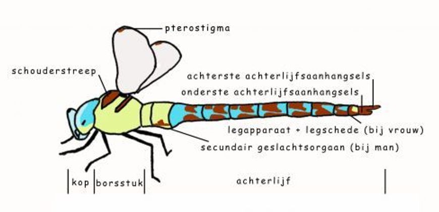 De Vlinderstichting | Anatomie