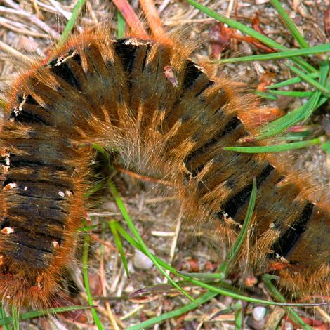 De Vlinderstichting | Rupsen die veel worden waargenomen