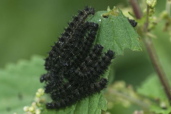 De Vlinderstichting | Rupsen van aurelia's determineren