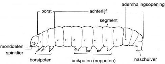 De Vlinderstichting | Anatomie
