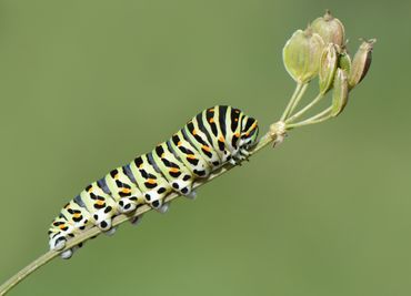 De Vlinderstichting | Planten voor rupsen