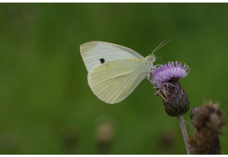 De Vlinderstichting | Vlinder: klein koolwitje / Pieris rapae