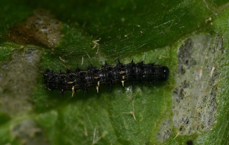 De Vlinderstichting | Rupsen van aurelia's determineren