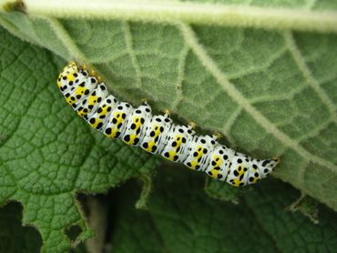 De Vlinderstichting | Rupsen determineren
