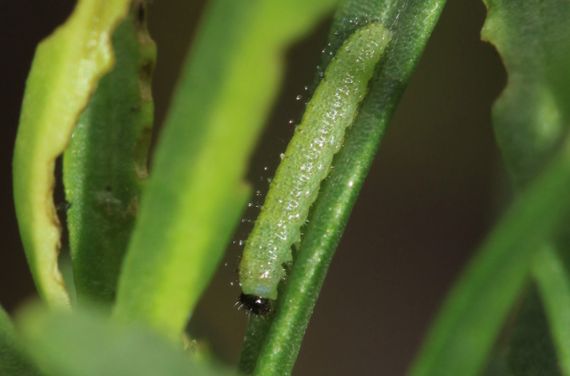 De Vlinderstichting | Rupsen van witjes determineren.