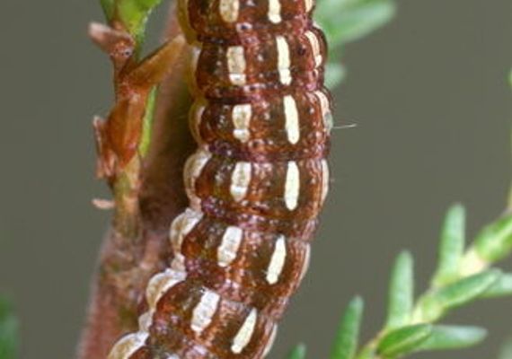 De Vlinderstichting | Rupsen determineren