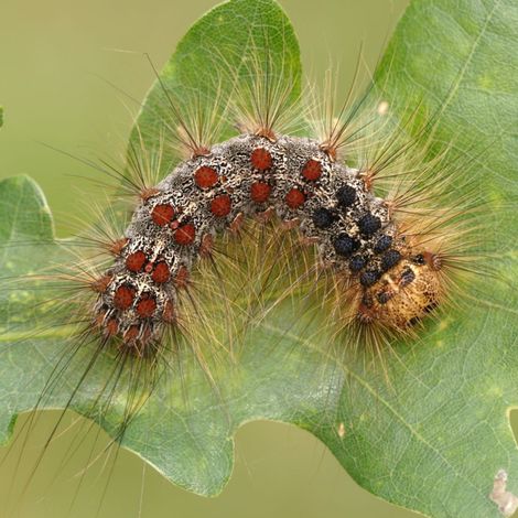 De Vlinderstichting | Rupsen die veel worden waargenomen