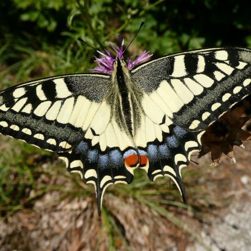 De Vlinderstichting | Wat is een vlinder?