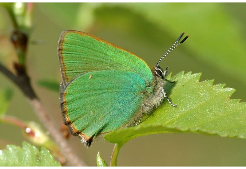 De Vlinderstichting | Vlinder: groentje / Callophrys rubi