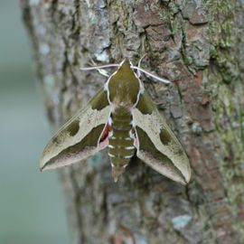De Vlinderstichting | Vlinder: gestreepte pijlstaart / Hyles livornica