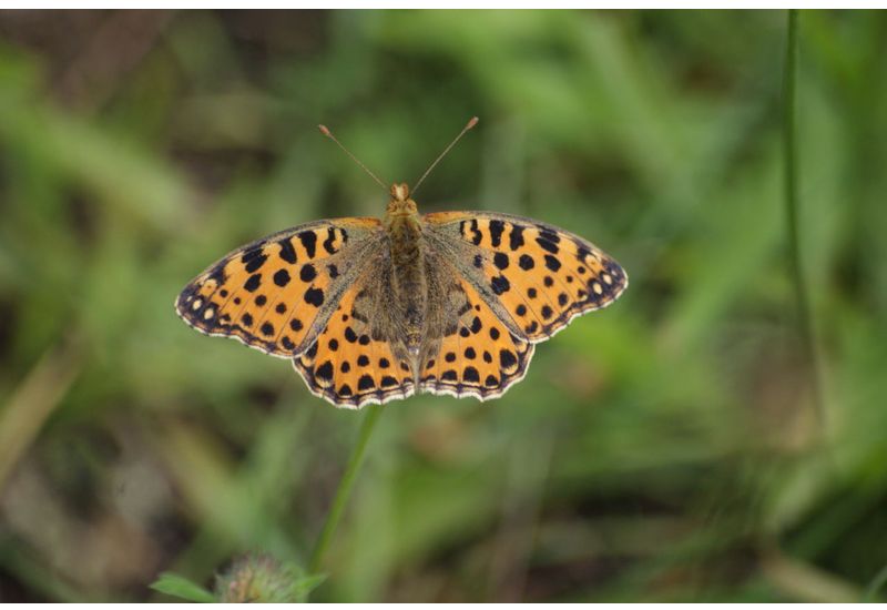 De Vlinderstichting | Vlinder: kleine parelmoervlinder / Issoria lathonia