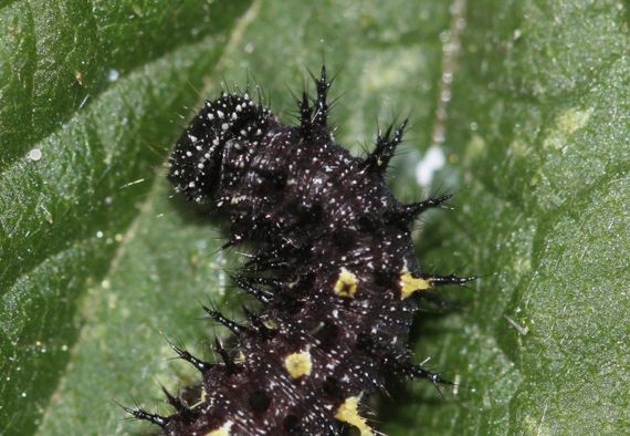 De Vlinderstichting | Rupsen van aurelia's determineren