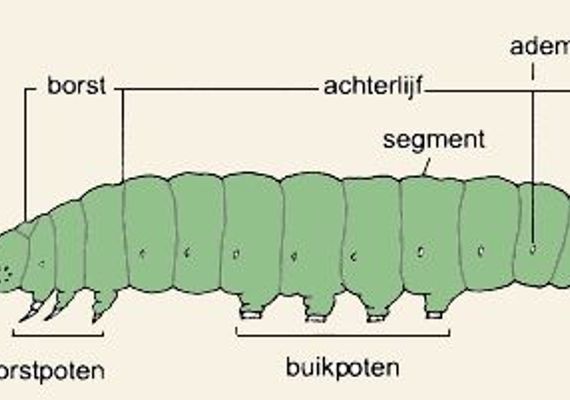 De Vlinderstichting | Rupsen determineren