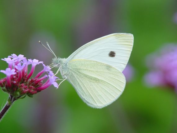 De Vlinderstichting | Dagvlinder of nachtvlinder