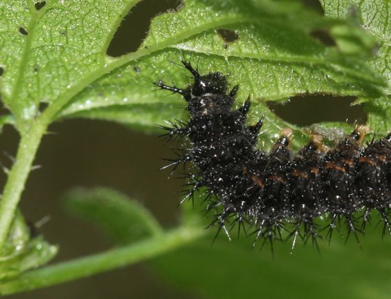 De Vlinderstichting | Rupsen van aurelia's determineren