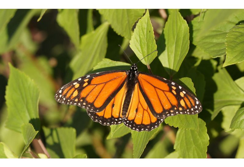 De Vlinderstichting | Vlinder: monarchvlinder / Danaus plexippus