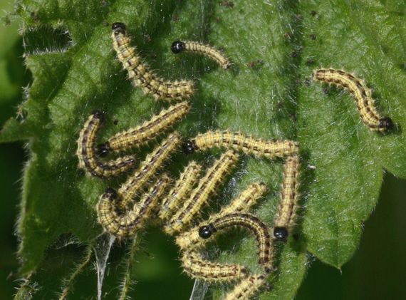 De Vlinderstichting | Rupsen van aurelia's determineren