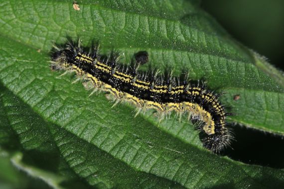 De Vlinderstichting | Rupsen van aurelia's determineren