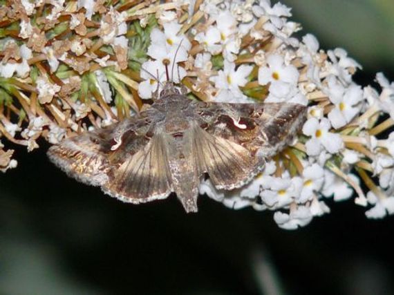 De Vlinderstichting | Dagvlinder of nachtvlinder