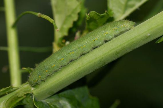 De Vlinderstichting | Rupsen van witjes determineren.