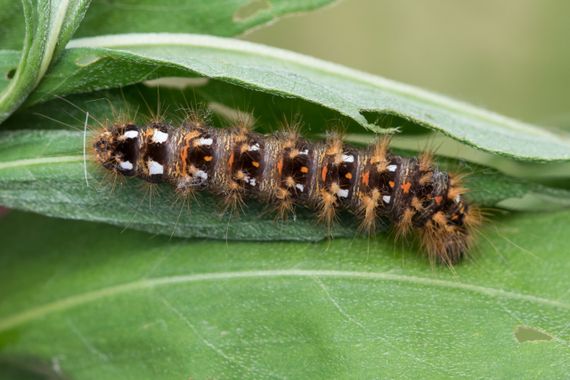 De Vlinderstichting | Rupsen in de tuin