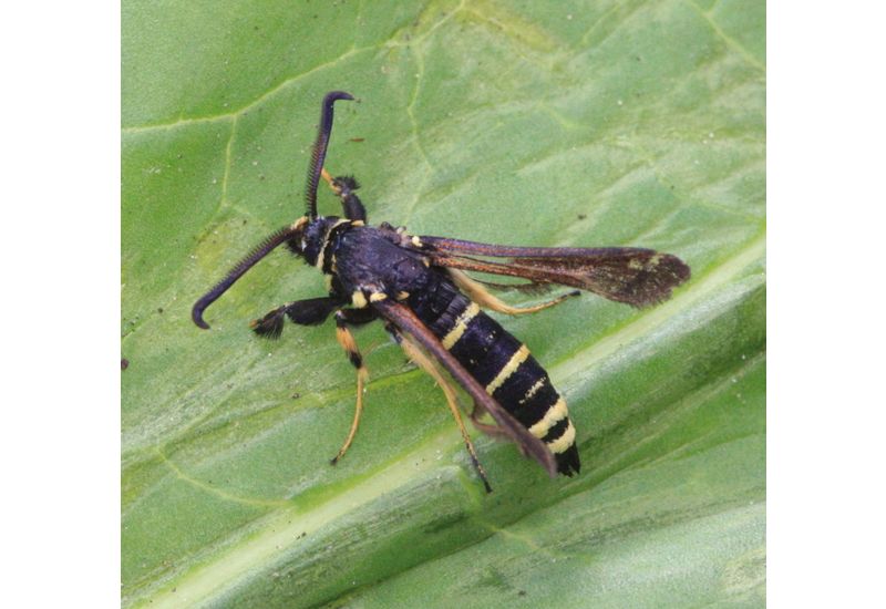 De Vlinderstichting | Vlinder: populierenwespvlinder / Paranthrene ...