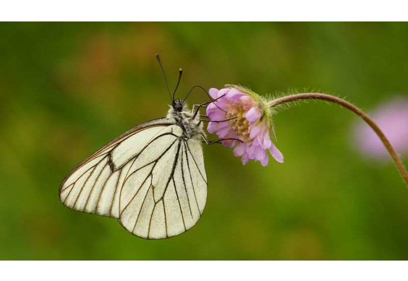 De Vlinderstichting | Vlinder: groot geaderd witje / Aporia crataegi