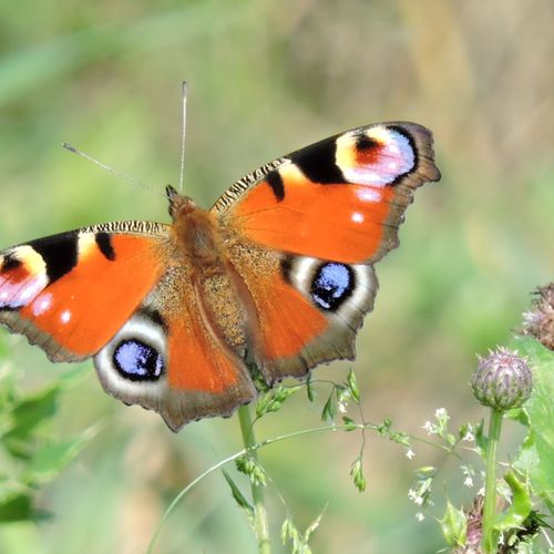 De Vlinderstichting | Vlinders
