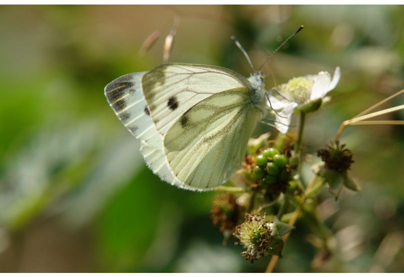 De Vlinderstichting | Vlinder: klein geaderd witje / Pieris napi