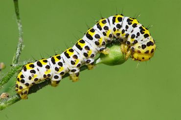 De Vlinderstichting | Rupsen determineren