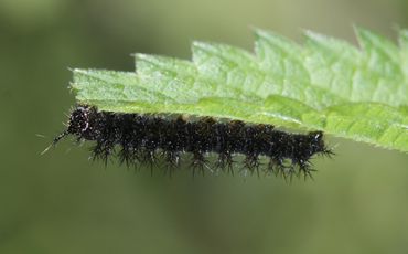 De Vlinderstichting | Rupsen van aurelia's determineren