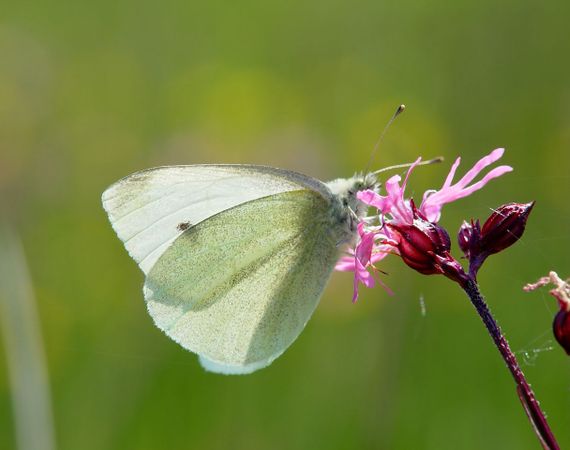 De Vlinderstichting | Dagvlinder of nachtvlinder