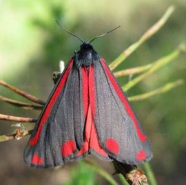 De Vlinderstichting | Dagvlinder of nachtvlinder