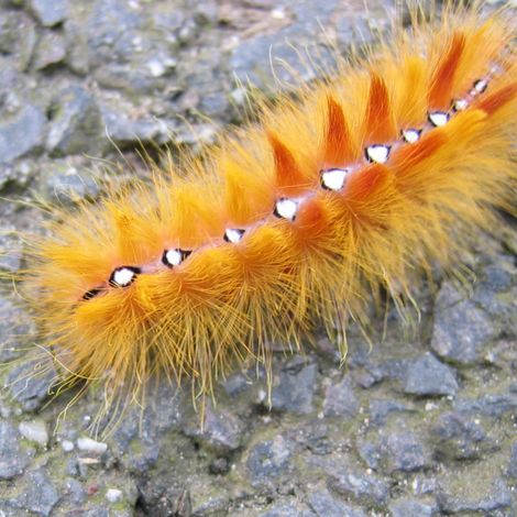 De Vlinderstichting | Rupsen die veel worden waargenomen