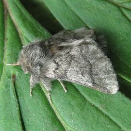 De Vinderstichting | Vlinder: eikenprocessierups / Thaumetopoea ...