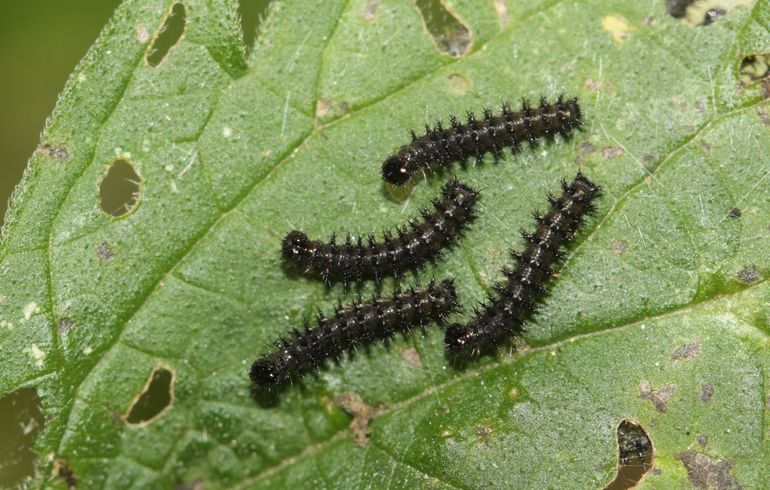 De Vlinderstichting | Rupsen van aurelia's determineren