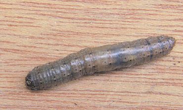 De Vlinderstichting | Verwarring met andere insecten