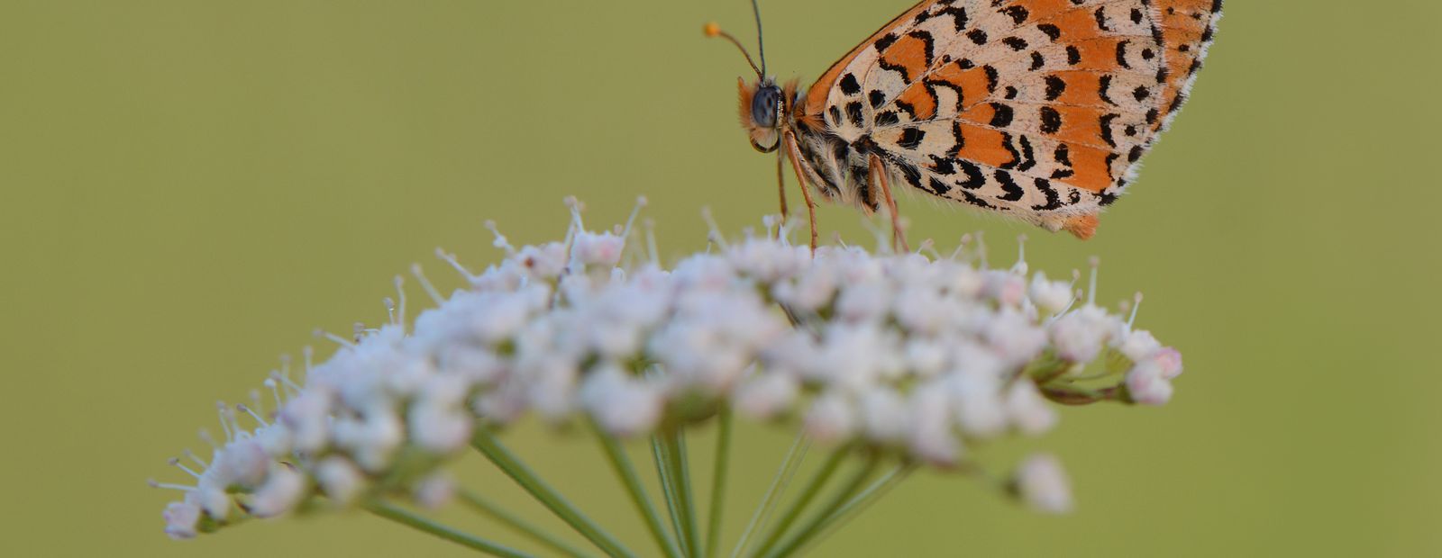 De Vlinderstichting | Home